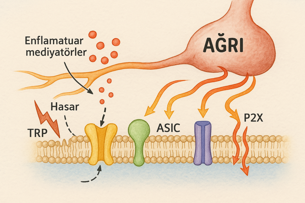 Flextra 400 mg Nedir? Ne İçin Kullanılır? Yan Etkileri Nelerdir ...